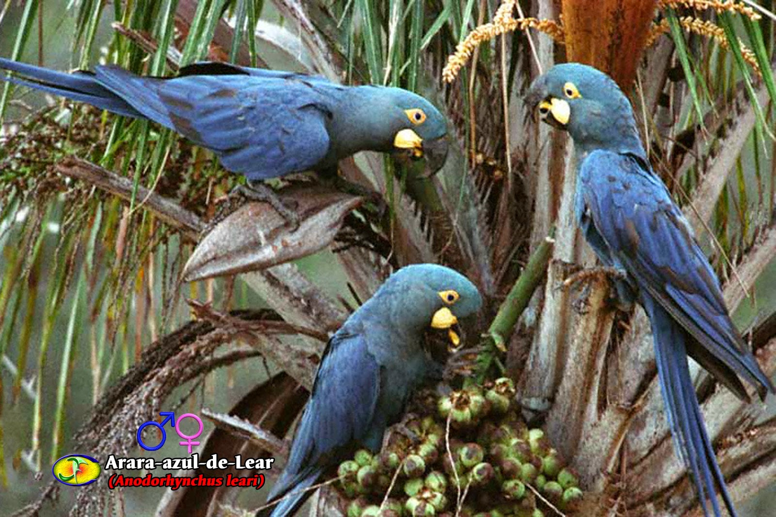 Zoologia: Arara-azul-de-Lear (Anodorhynchus leari)